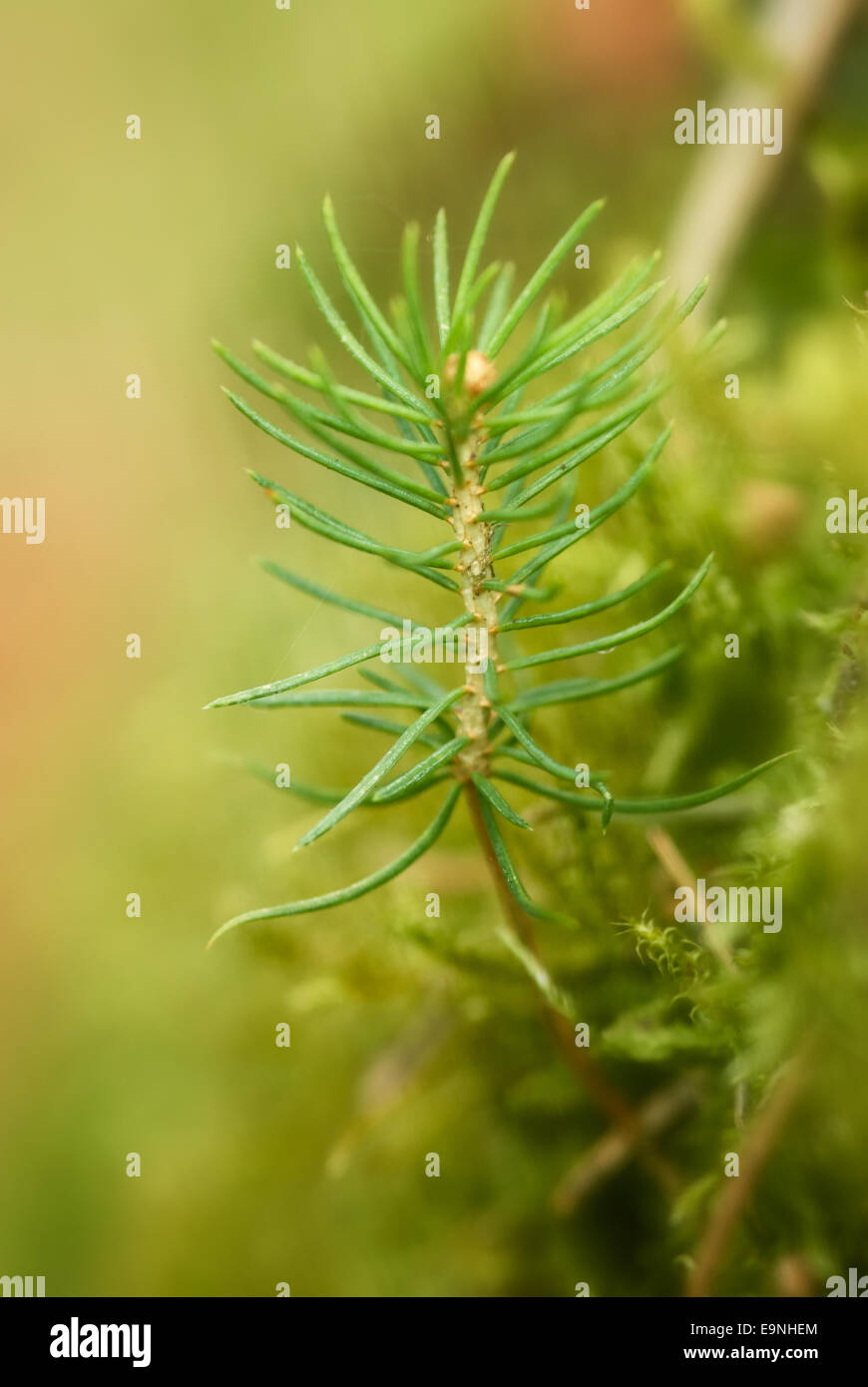 Springfeeling hi-res stock photography and images - Alamy