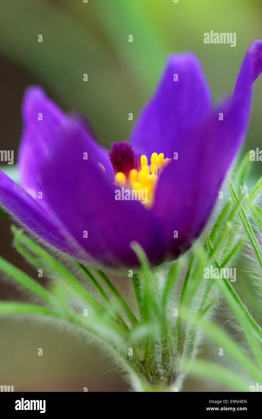 Ja nature hi-res stock photography and images - Alamy