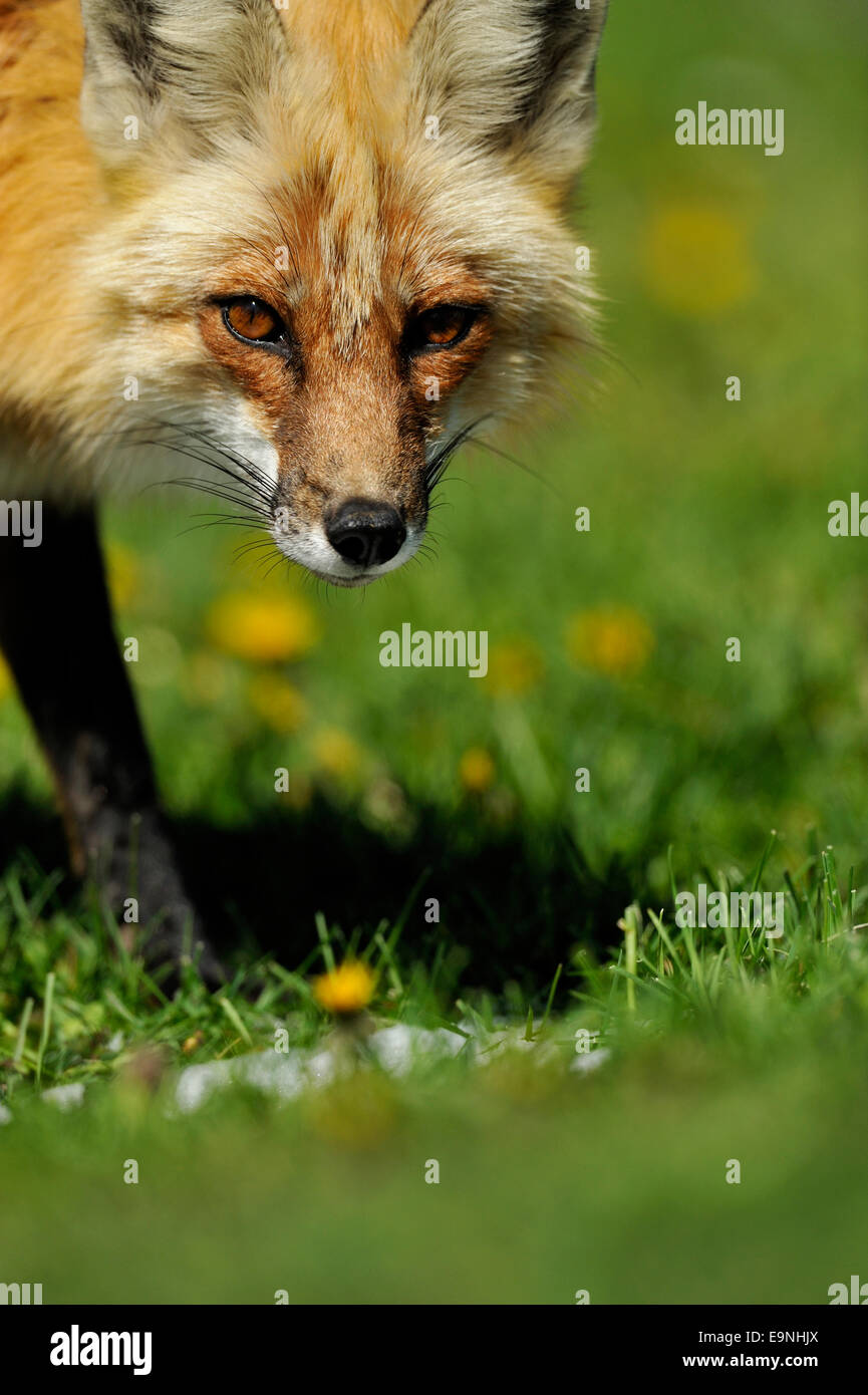 Red fox ontario canada hi-res stock photography and images - Alamy