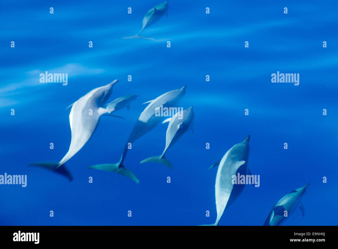 Spinner dolphins hi-res stock photography and images - Alamy