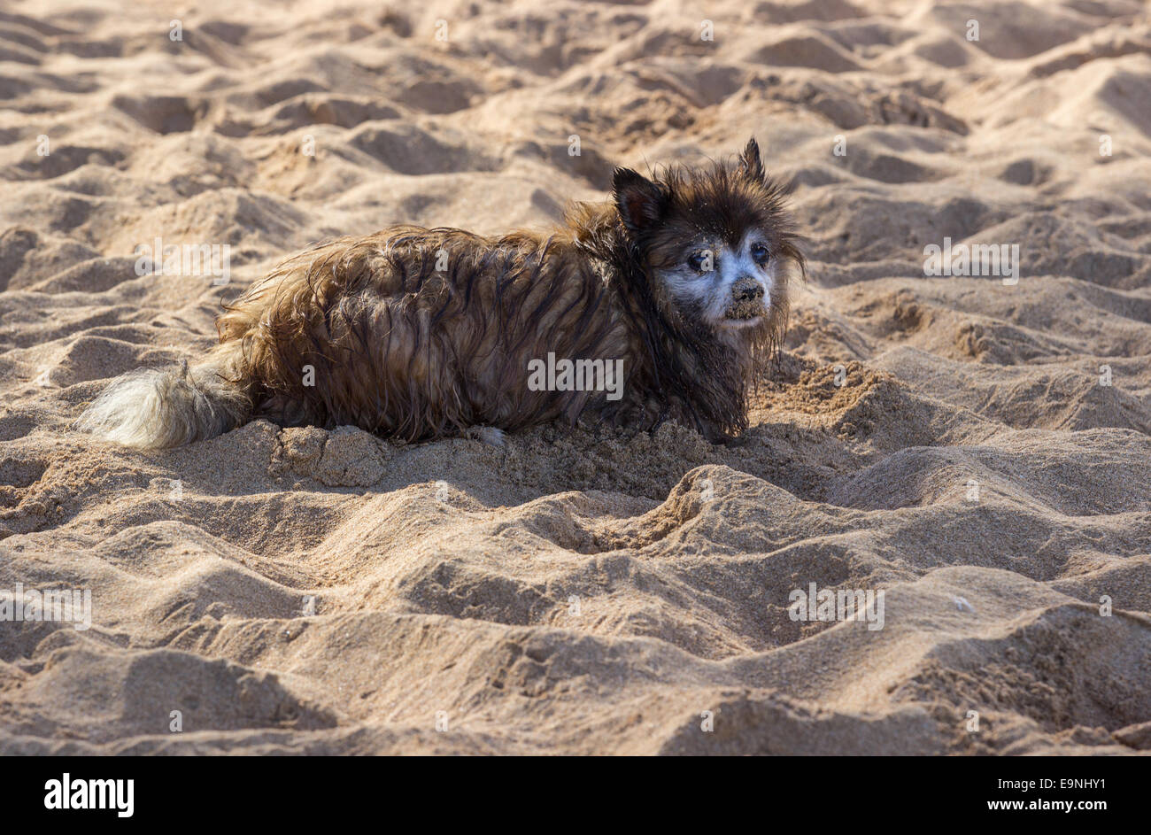 Small dog on sand hi-res stock photography and images - Alamy