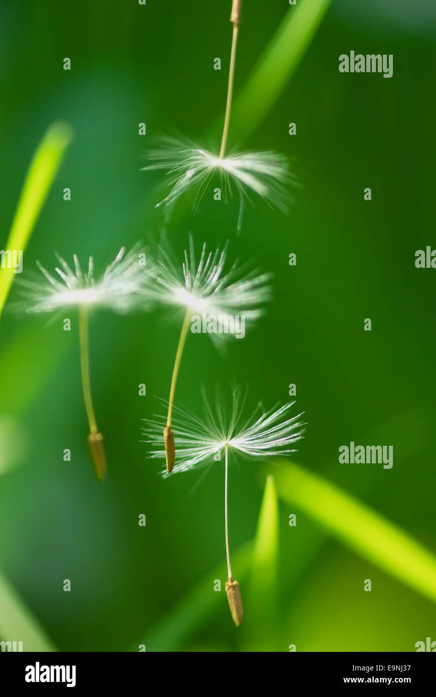 Dandelion in the wind Stock Photo - Alamy