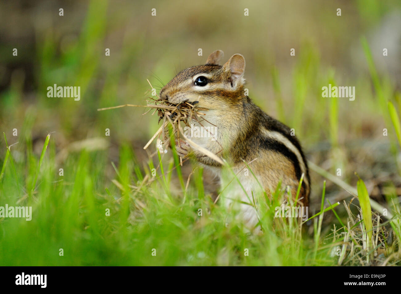 Chipmunk nest hi-res stock photography and images - Alamy