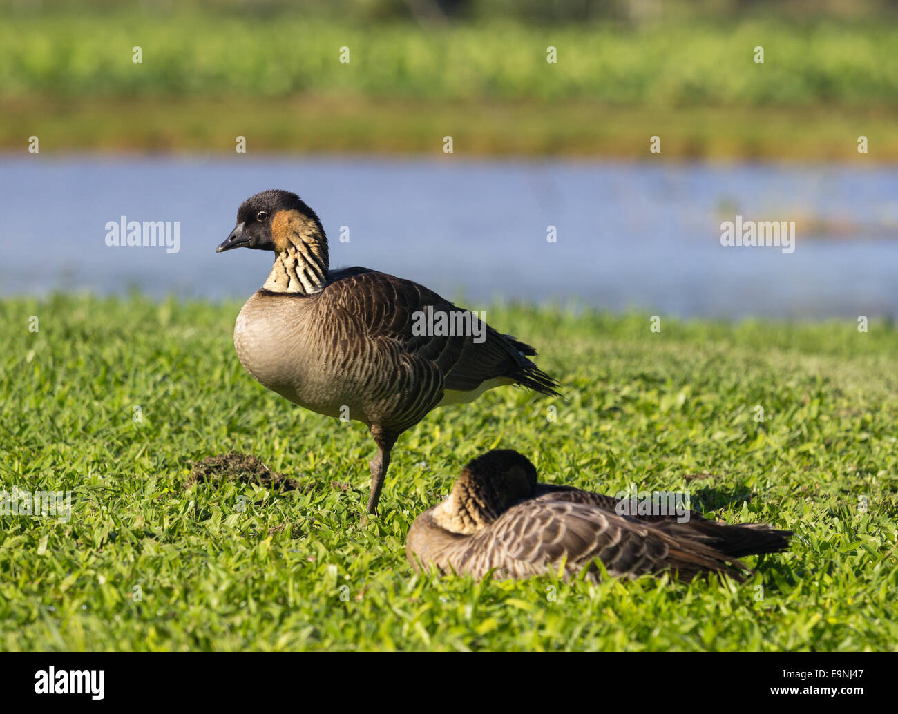 Hawaiian Flying Geese