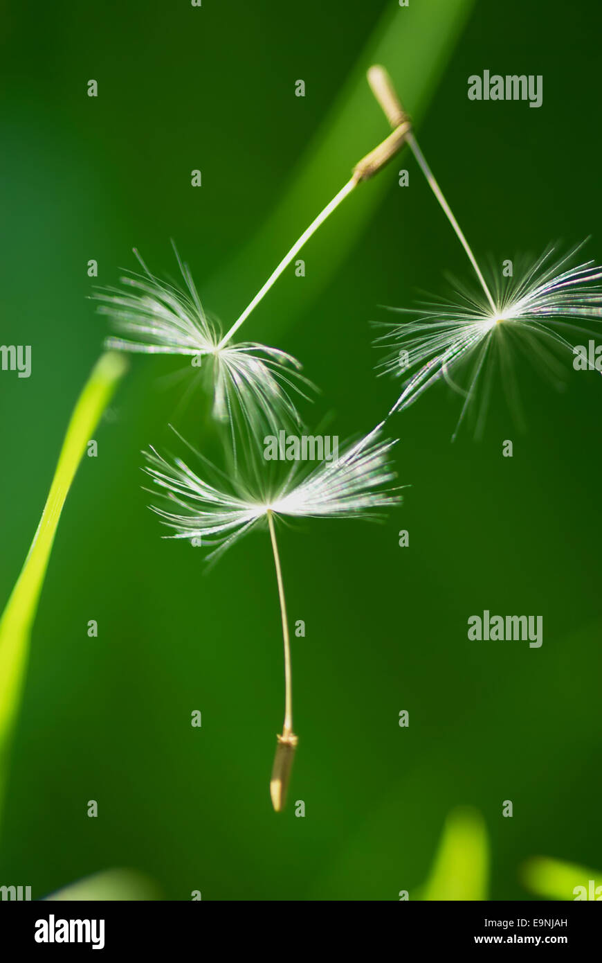 Pusteblume im wind hi-res stock photography and images - Alamy