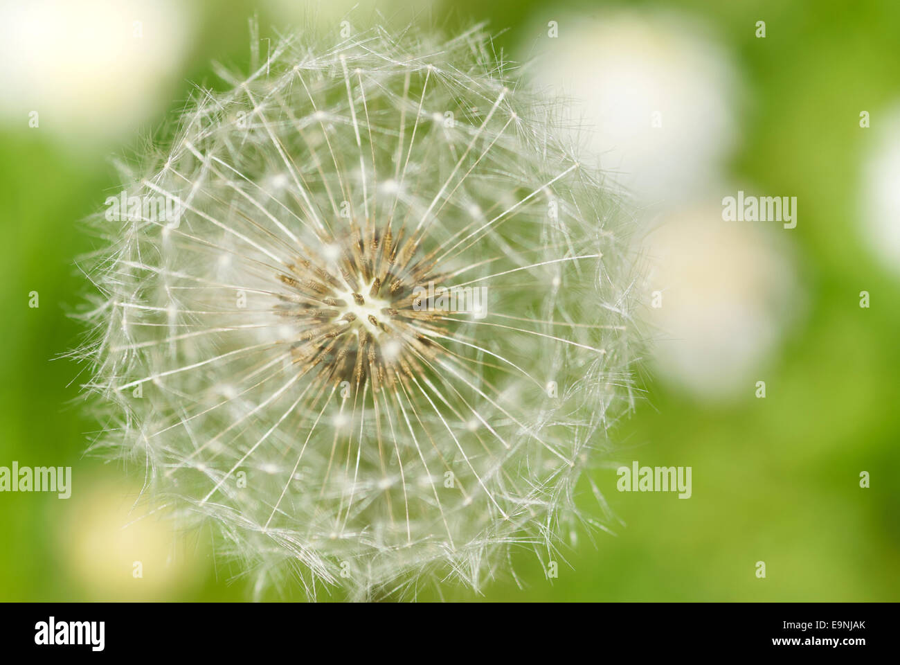 Dandelion in the wind Stock Photo - Alamy