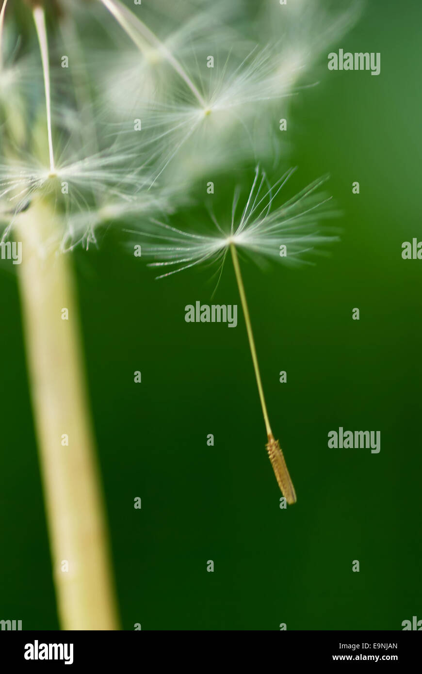 Dandelion in the wind Stock Photo - Alamy