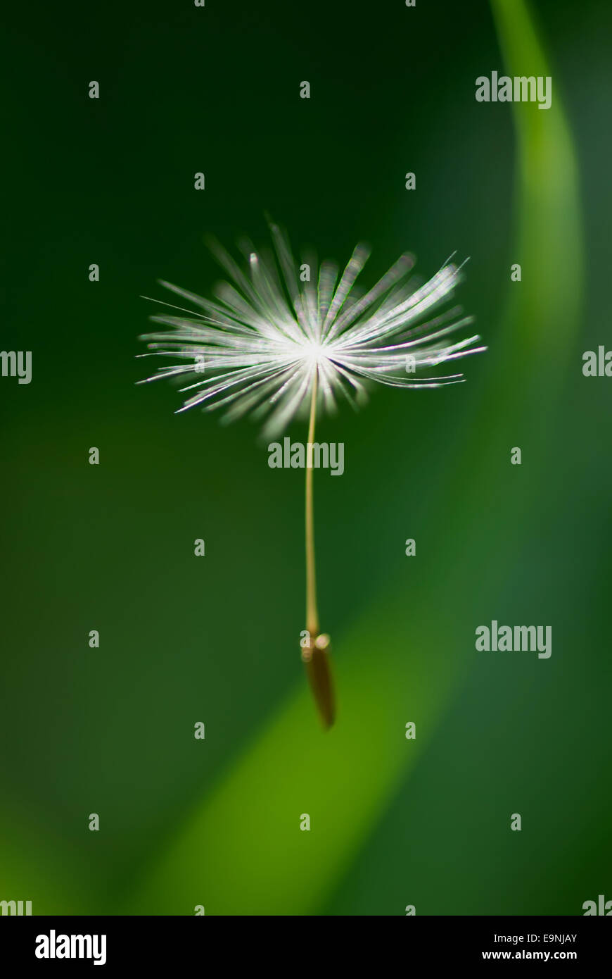 Pusteblume im wind hi-res stock photography and images - Alamy