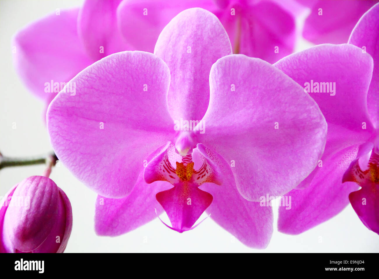 Most beautiful orchid hi-res stock photography and images - Alamy
