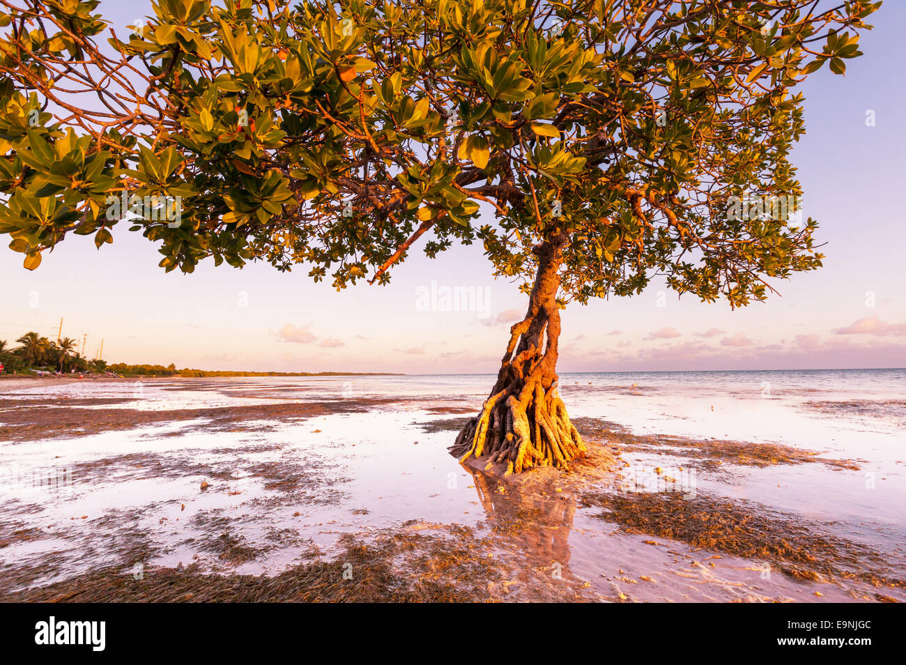 Keys mangroves hi-res stock photography and images - Alamy