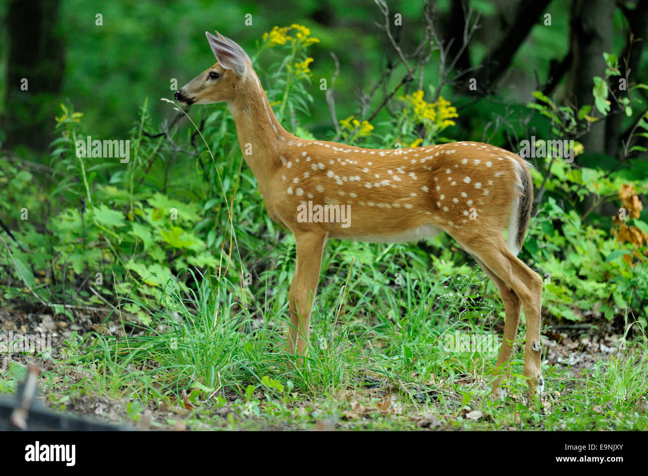Temperate Rainforest Deer