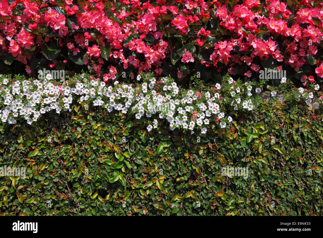 Overgrown spring path hi-res stock photography and images - Alamy