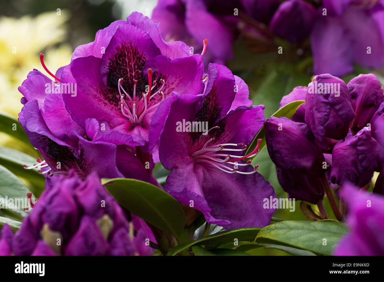 Deep purple rhododendron, two flowers Stock Photo - Alamy
