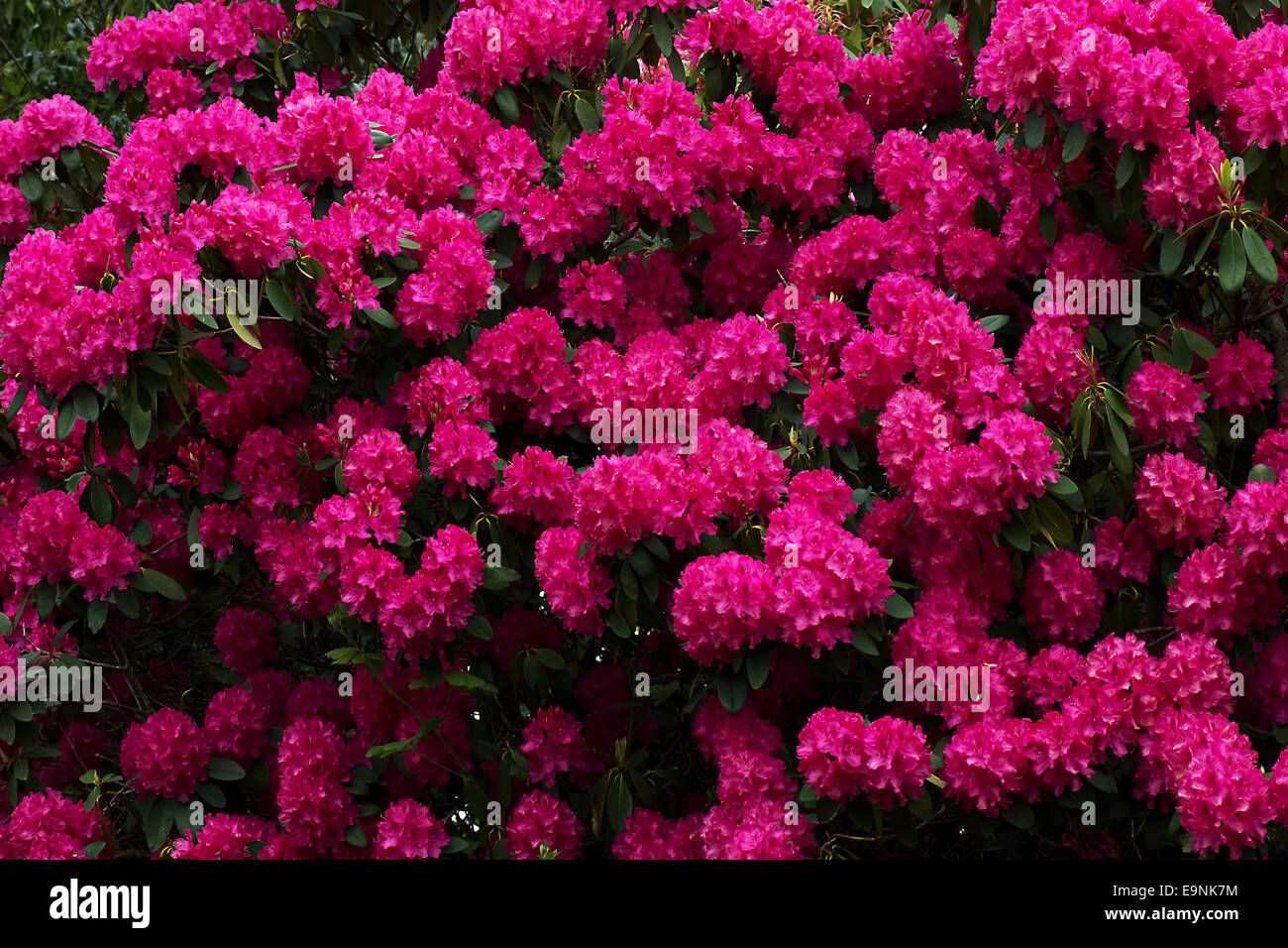 Large pink rhododendron Stock Photo - Alamy