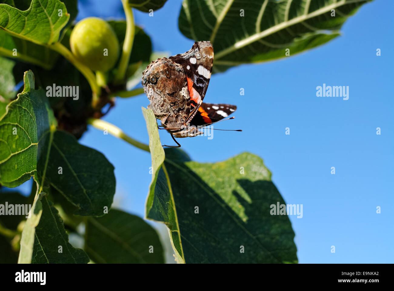 Butterfly on a fig tree Stock Photo - Alamy