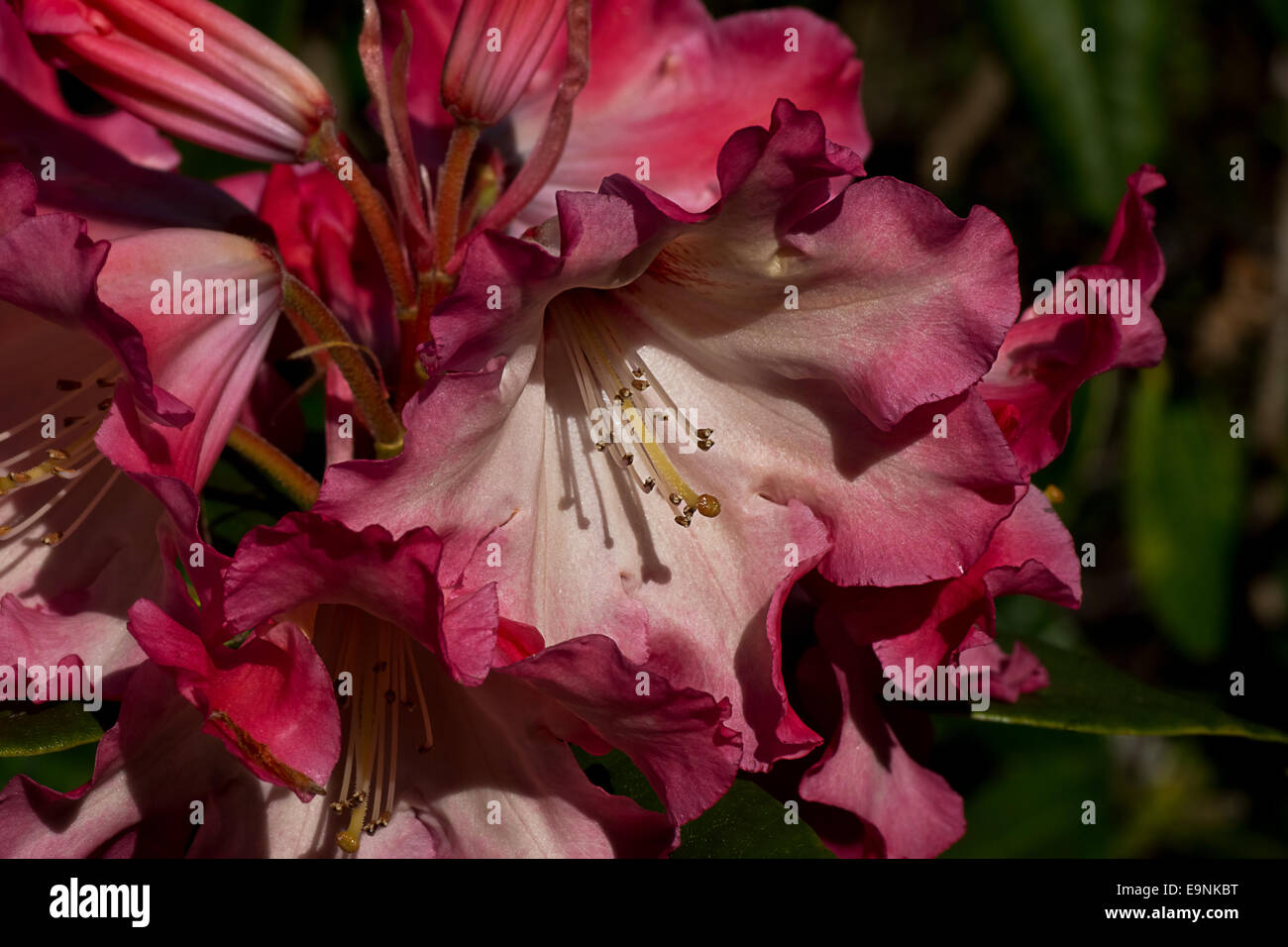 Rhododendrons flowers shrubs hi-res stock photography and images - Alamy
