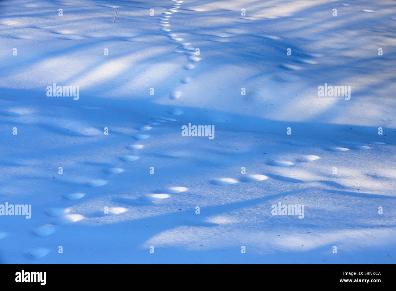 Fox tracks in snow hi-res stock photography and images - Alamy