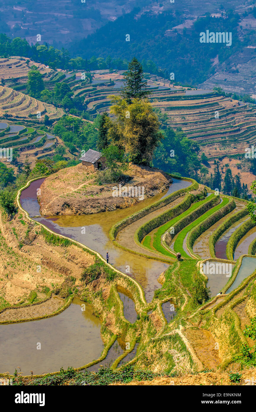 Rice terraces of Yuanyang, Yunnan, China Stock Photo - Alamy