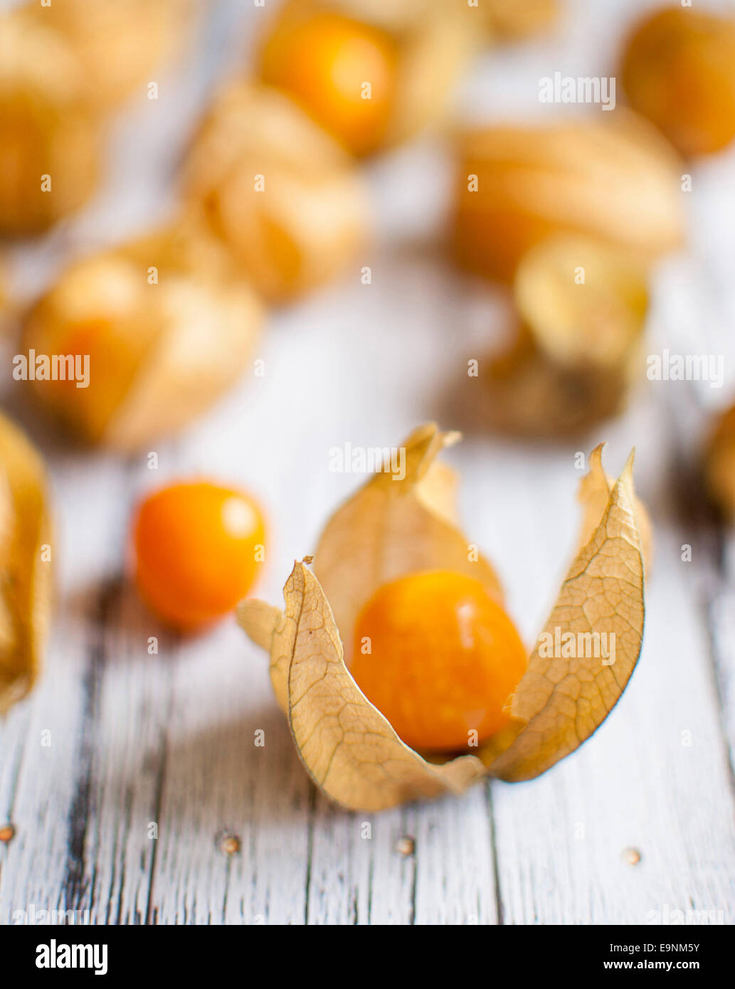 P physalis hi-res stock photography and images - Alamy