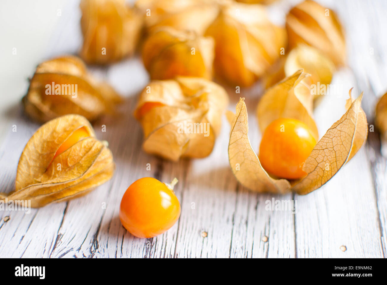 P physalis hi-res stock photography and images - Alamy