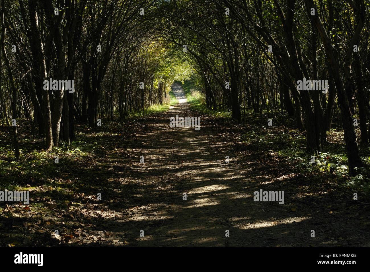 Trees grow together at the top forming an interesting natural tunnel ...