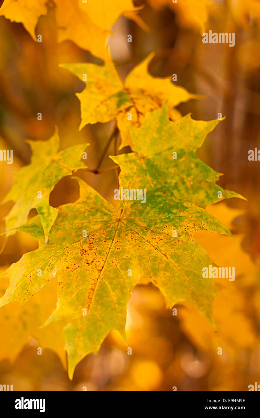 Yellow nature hi-res stock photography and images - Alamy