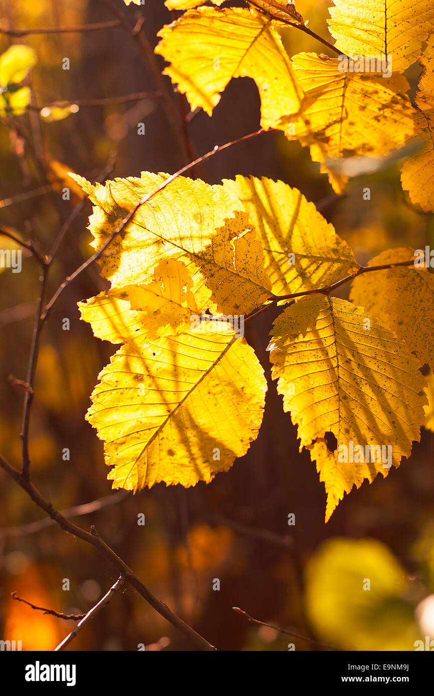 Hazel tree autumn hi-res stock photography and images - Alamy