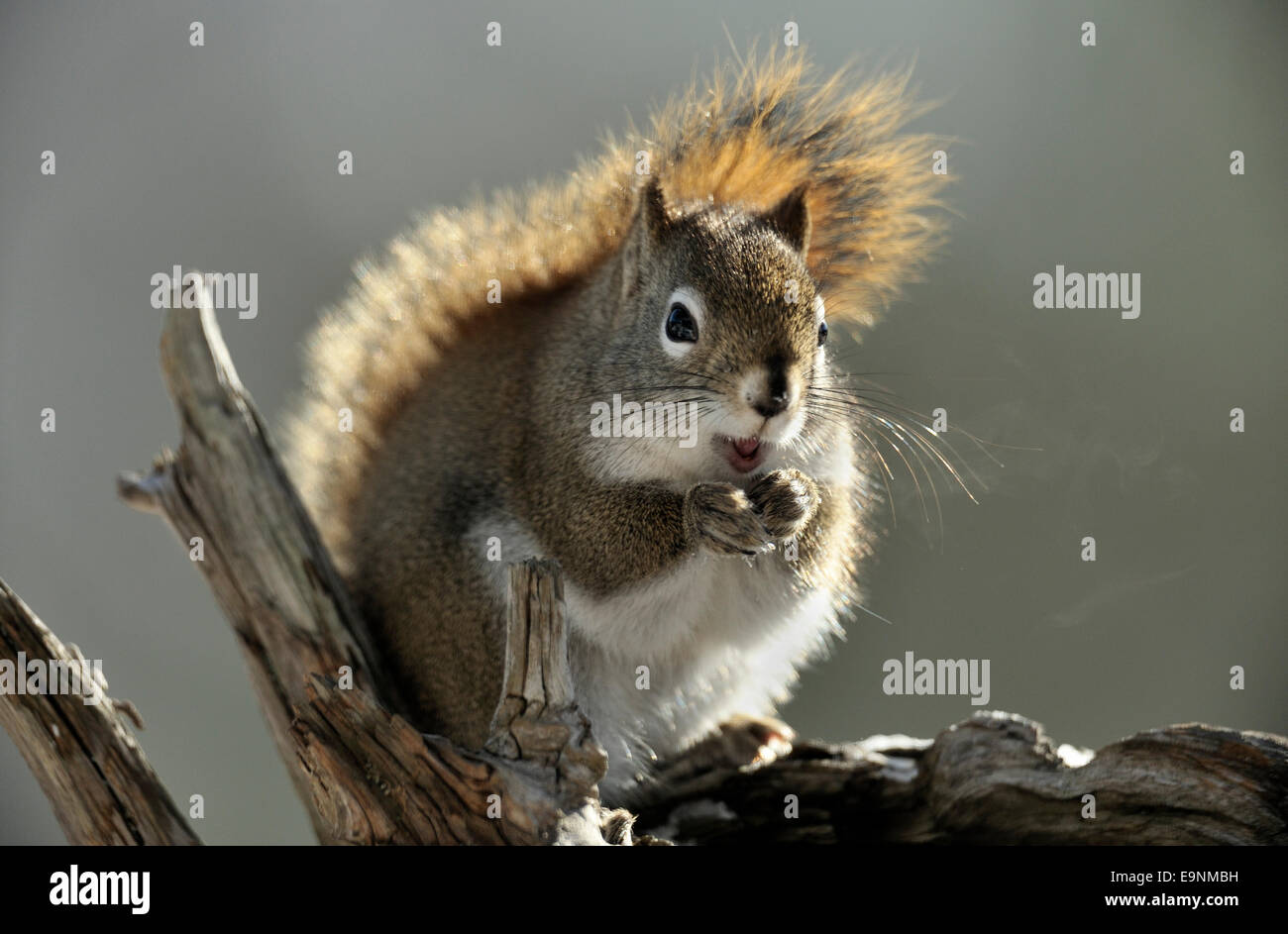 Red Squirrel (Tamiasciurus hudsonicus), Greater Sudbury , Ontario ...