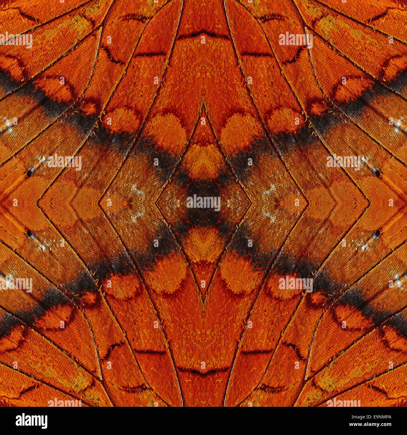 White wing butterfly hi-res stock photography and images - Alamy