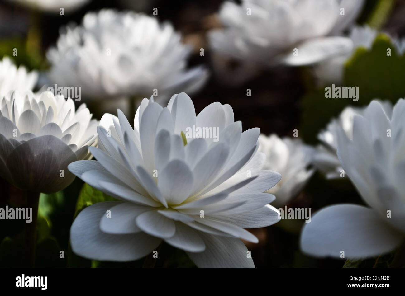 White spring flowers hi-res stock photography and images - Alamy