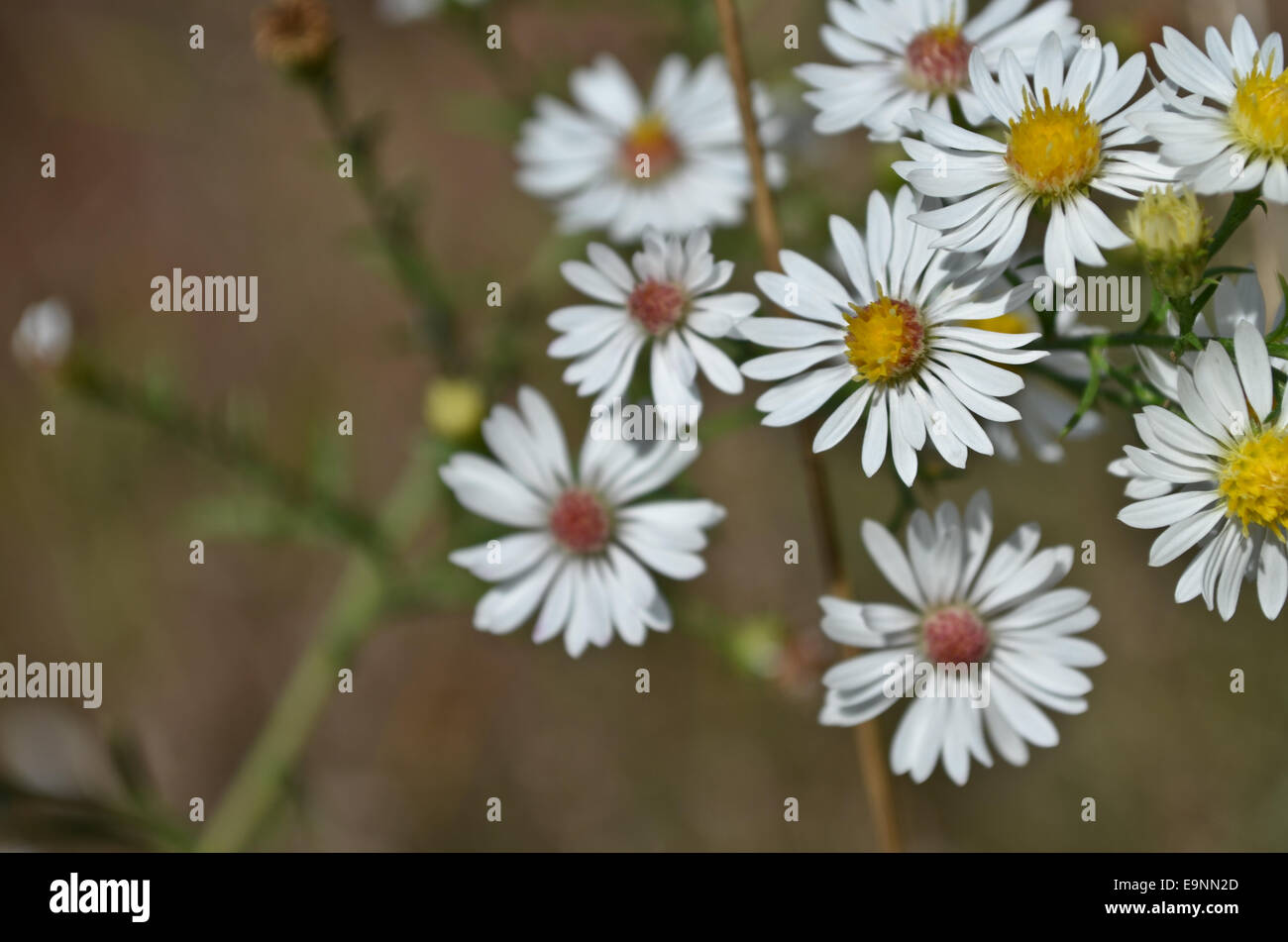 Fall wild flowers on a hiking trail Stock Photo - Alamy