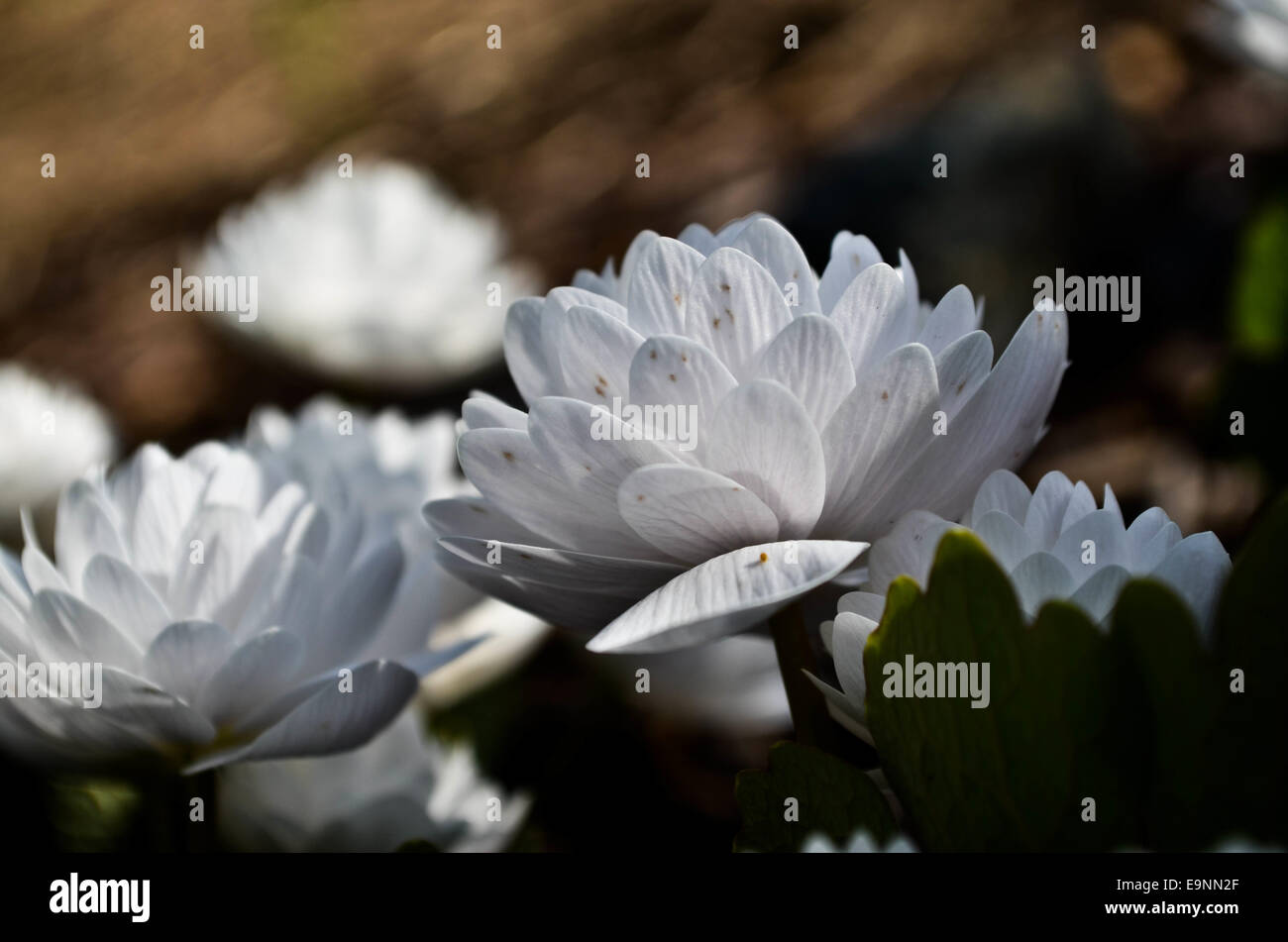 Fresh spring flowers Stock Photo - Alamy