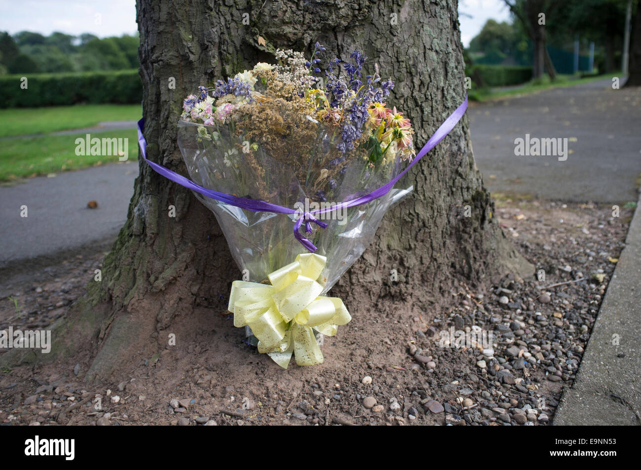 Tree with memorial ribbon hi-res stock photography and images - Alamy