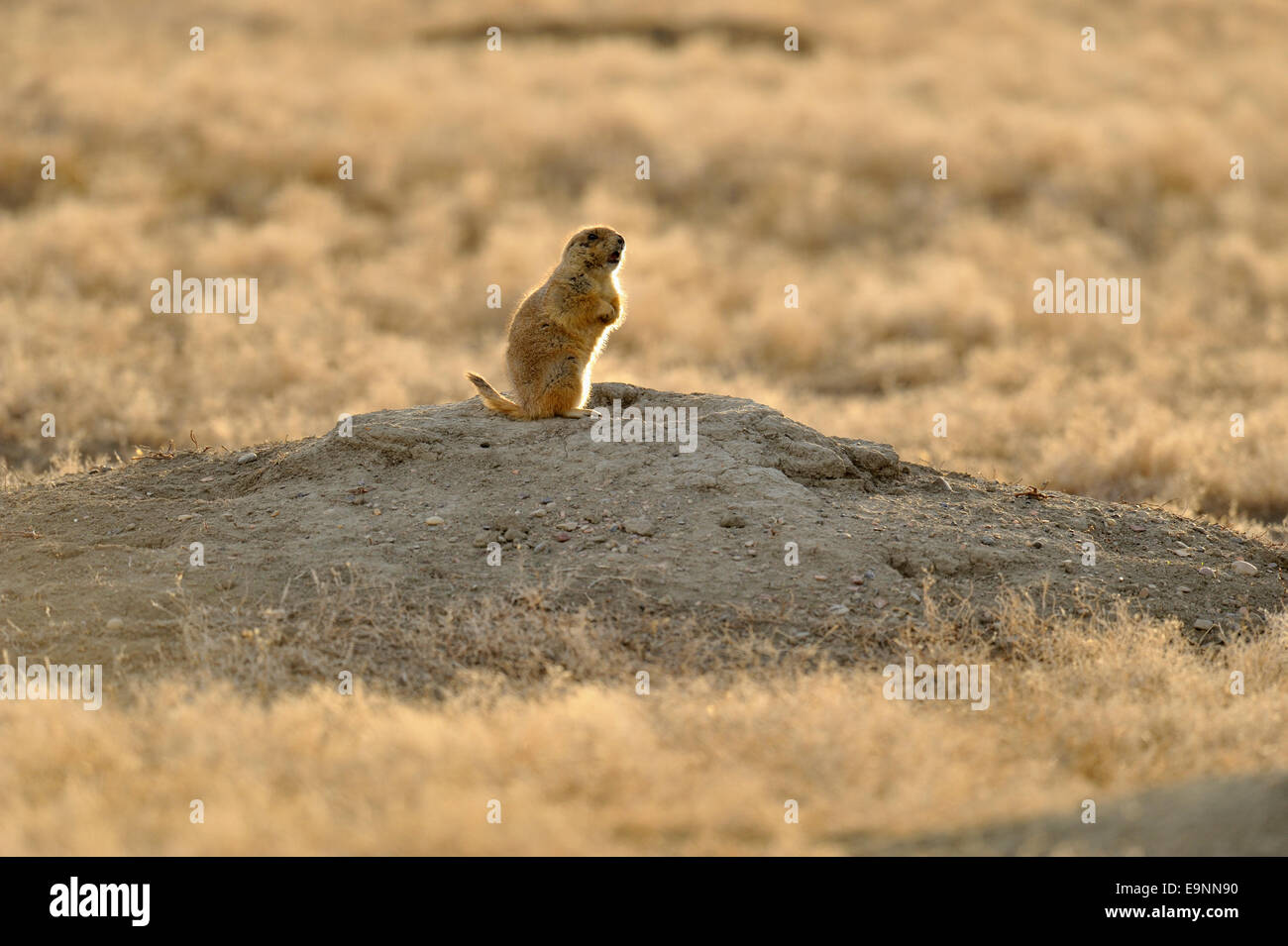Black tailed prairie dog (Cynomys ludovicianus) barking, Theodore ...