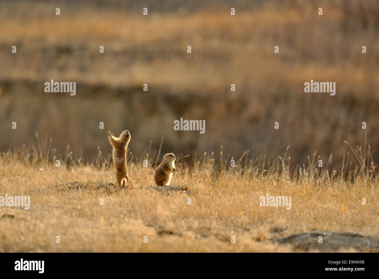 Black tailed prairie dog (Cynomys ludovicianus) 'jump yipping ...