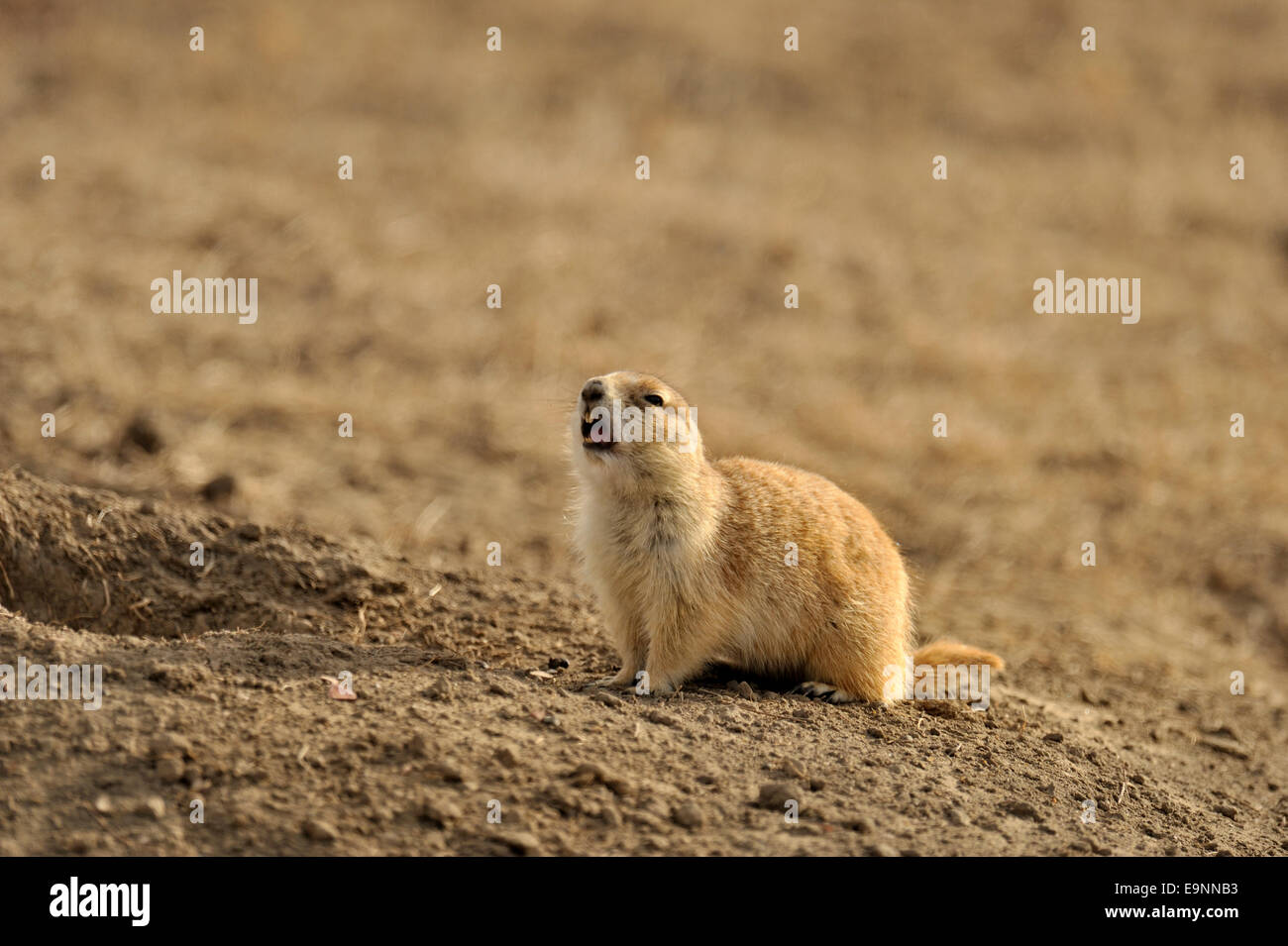 Prairie dog barking hi-res stock photography and images - Alamy