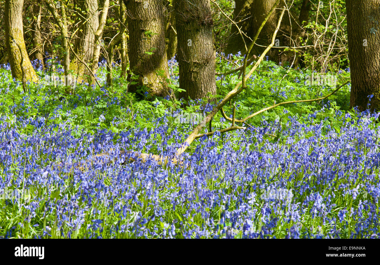 Typical bluebell wood during the spring/ early summer when the ...