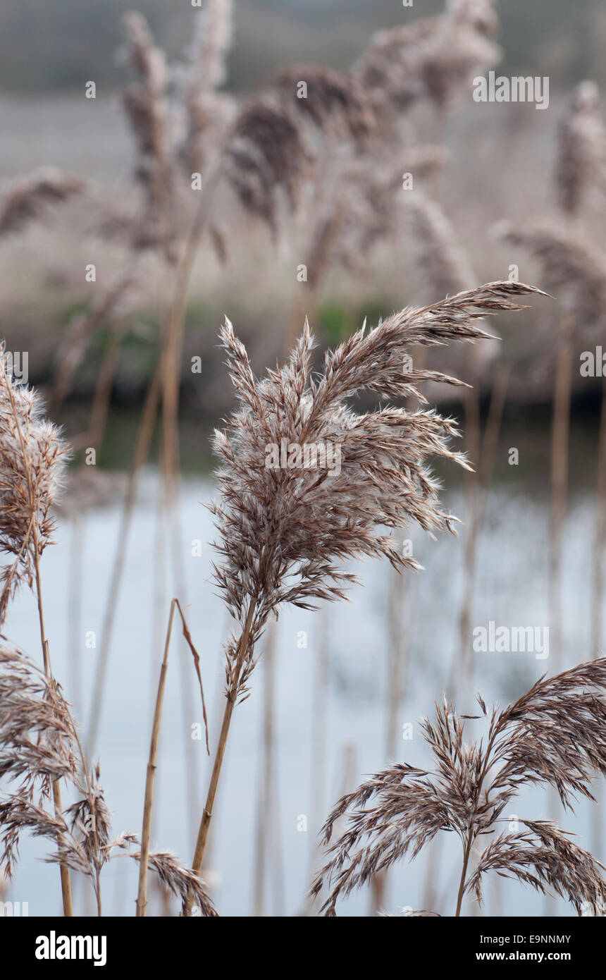 Common reed phragmites communis hi-res stock photography and images - Alamy