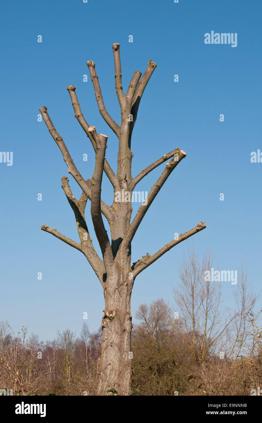 A tall willow tree well pruned against a blue sky Stock Photo - Alamy