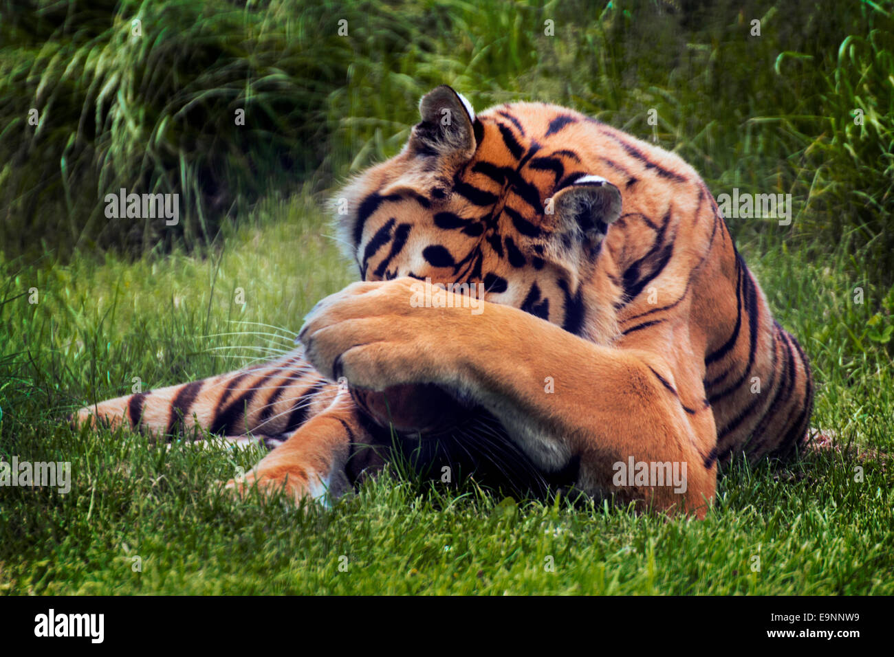 Embarrassed tiger hi-res stock photography and images - Alamy