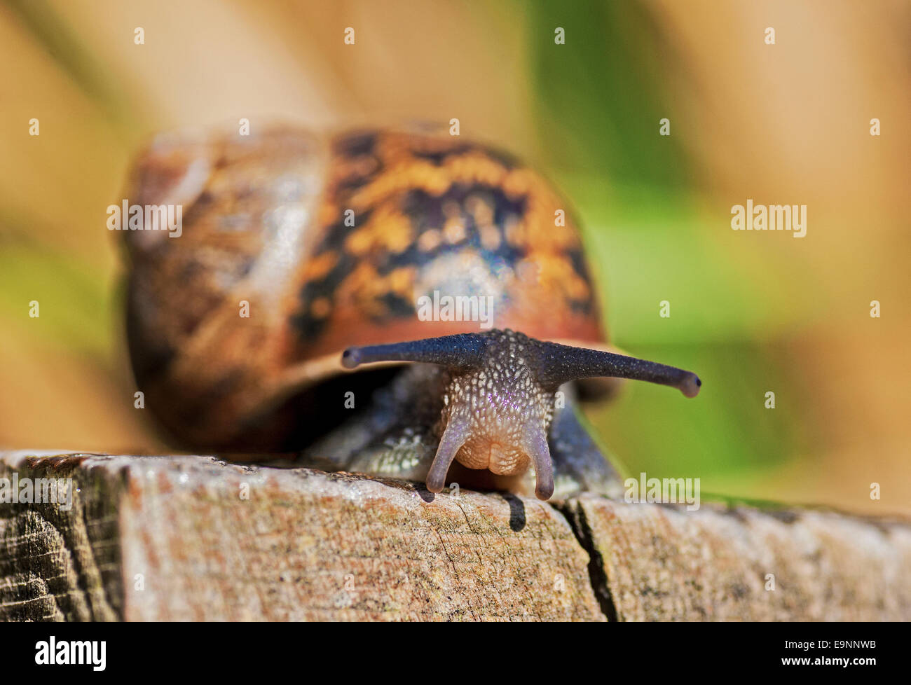 A sad looking snail! Stock Photo - Alamy