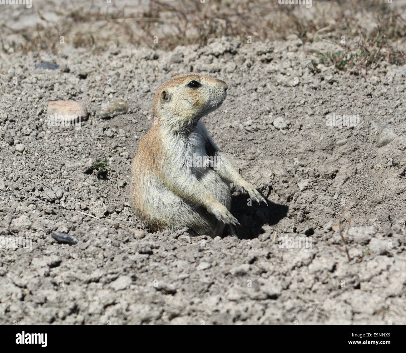 A Black Tailed Prairie Dog Cynomys ludovicianus at Roberts Prairie Dog ...