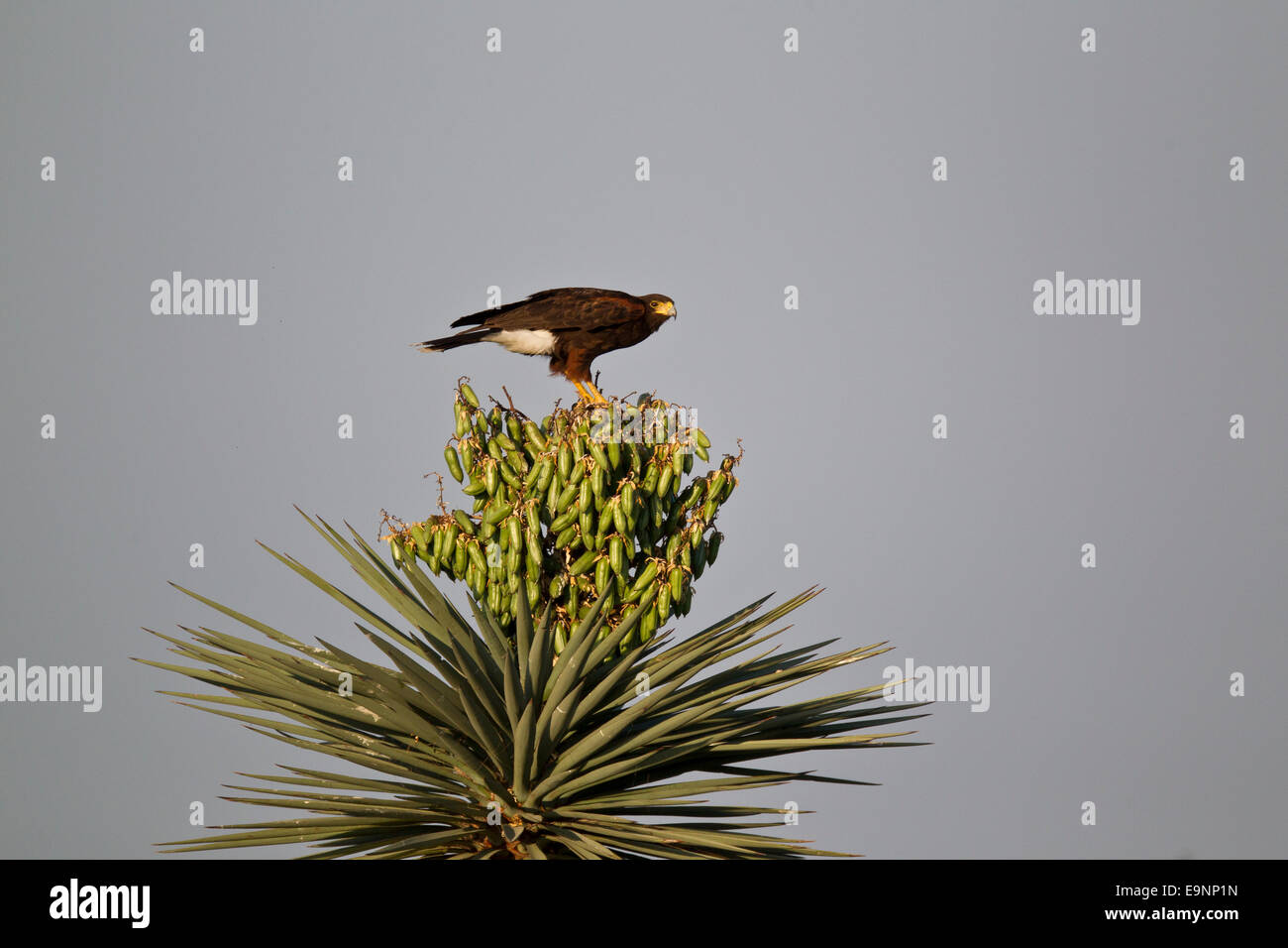 Harris hawk in bird hi-res stock photography and images - Alamy