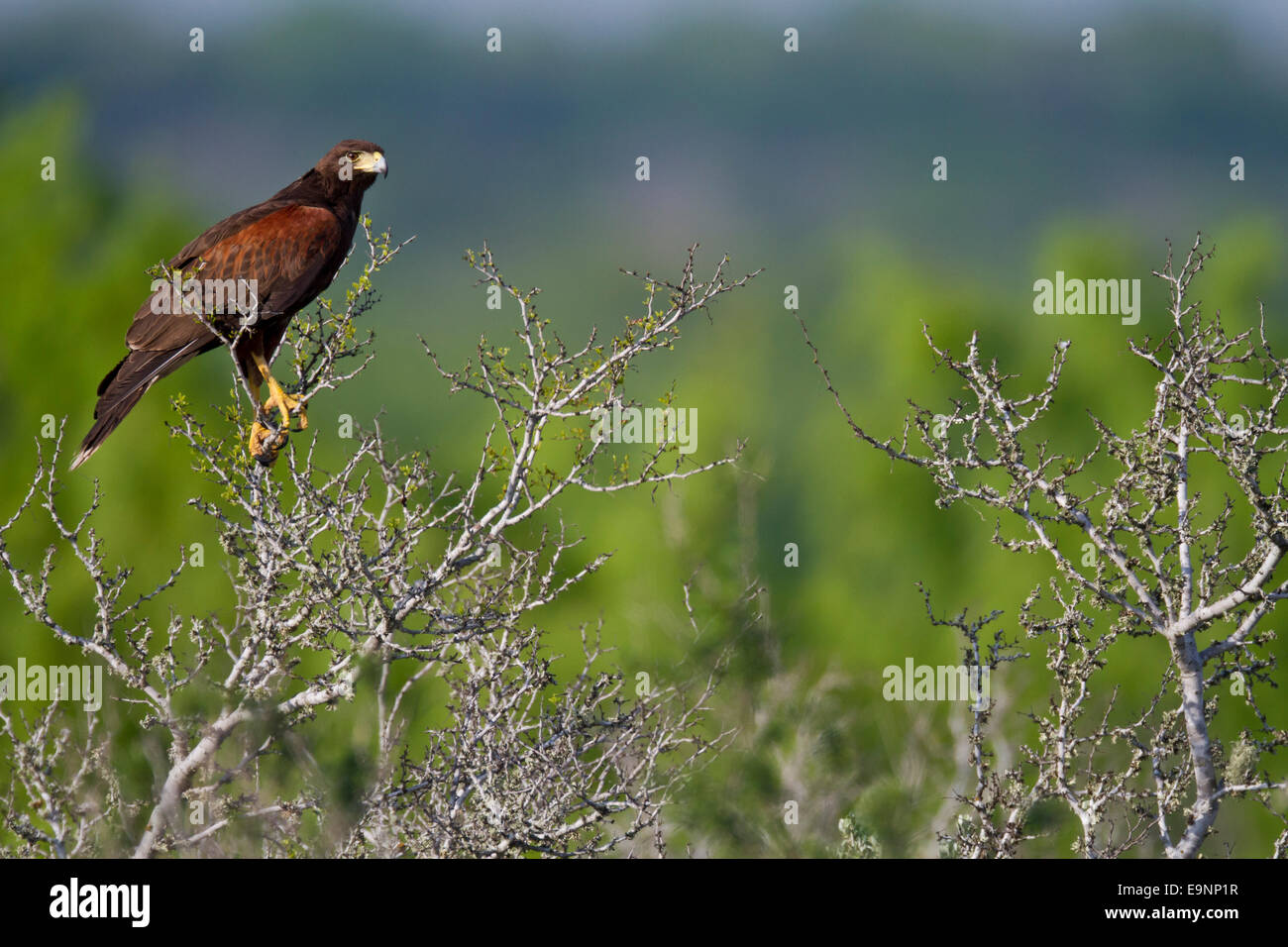 Harris hawk in Texas Stock Photo - Alamy