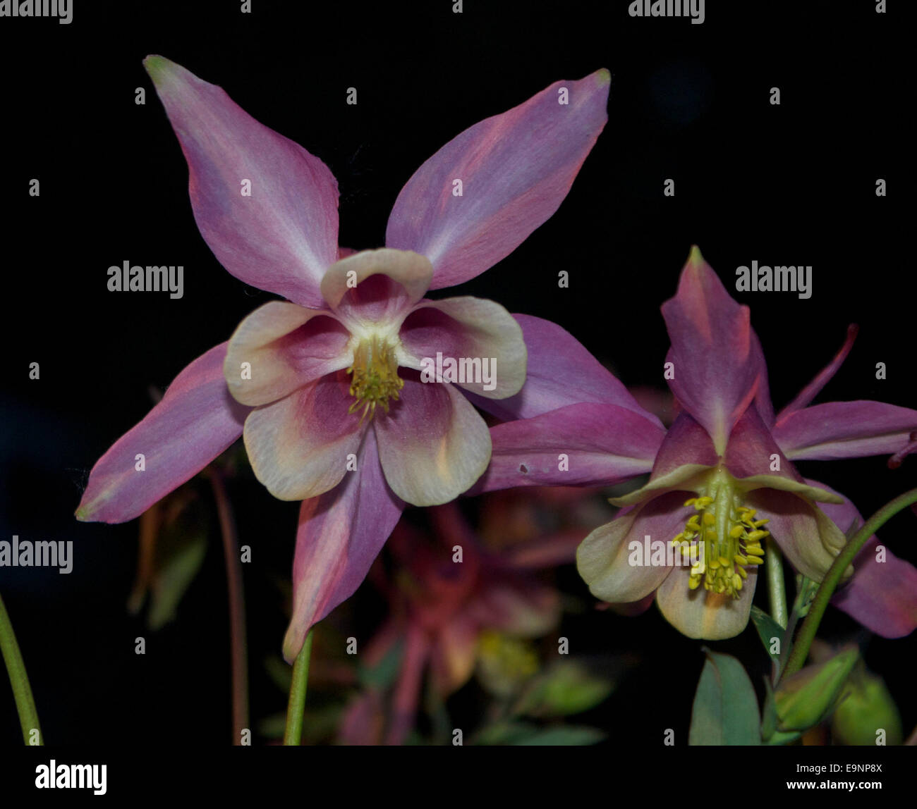 Night lily hi-res stock photography and images - Alamy