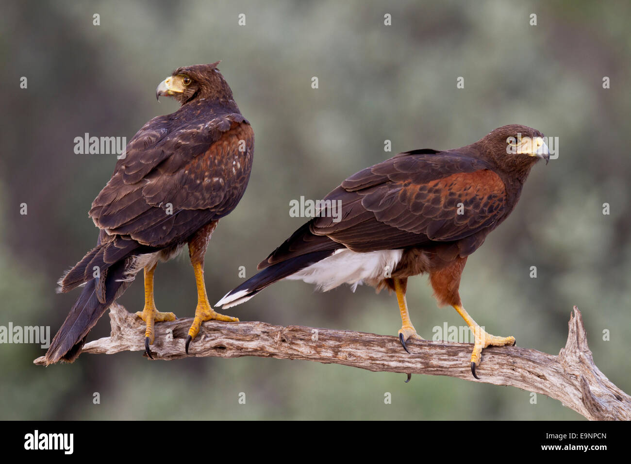 Harris hawk in Texas Stock Photo - Alamy