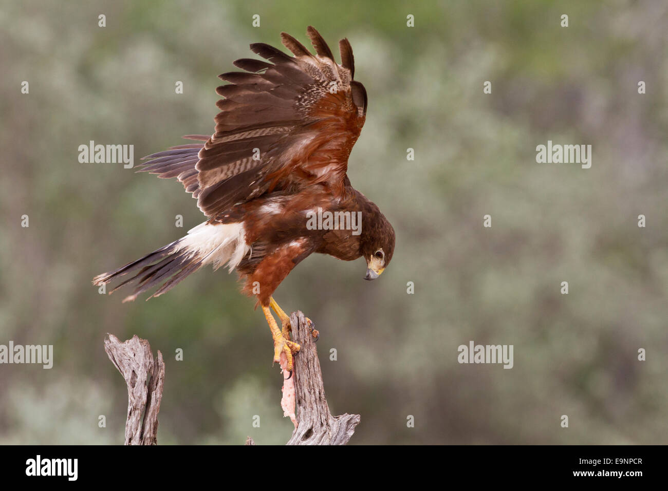 Harris hawk in Texas Stock Photo - Alamy