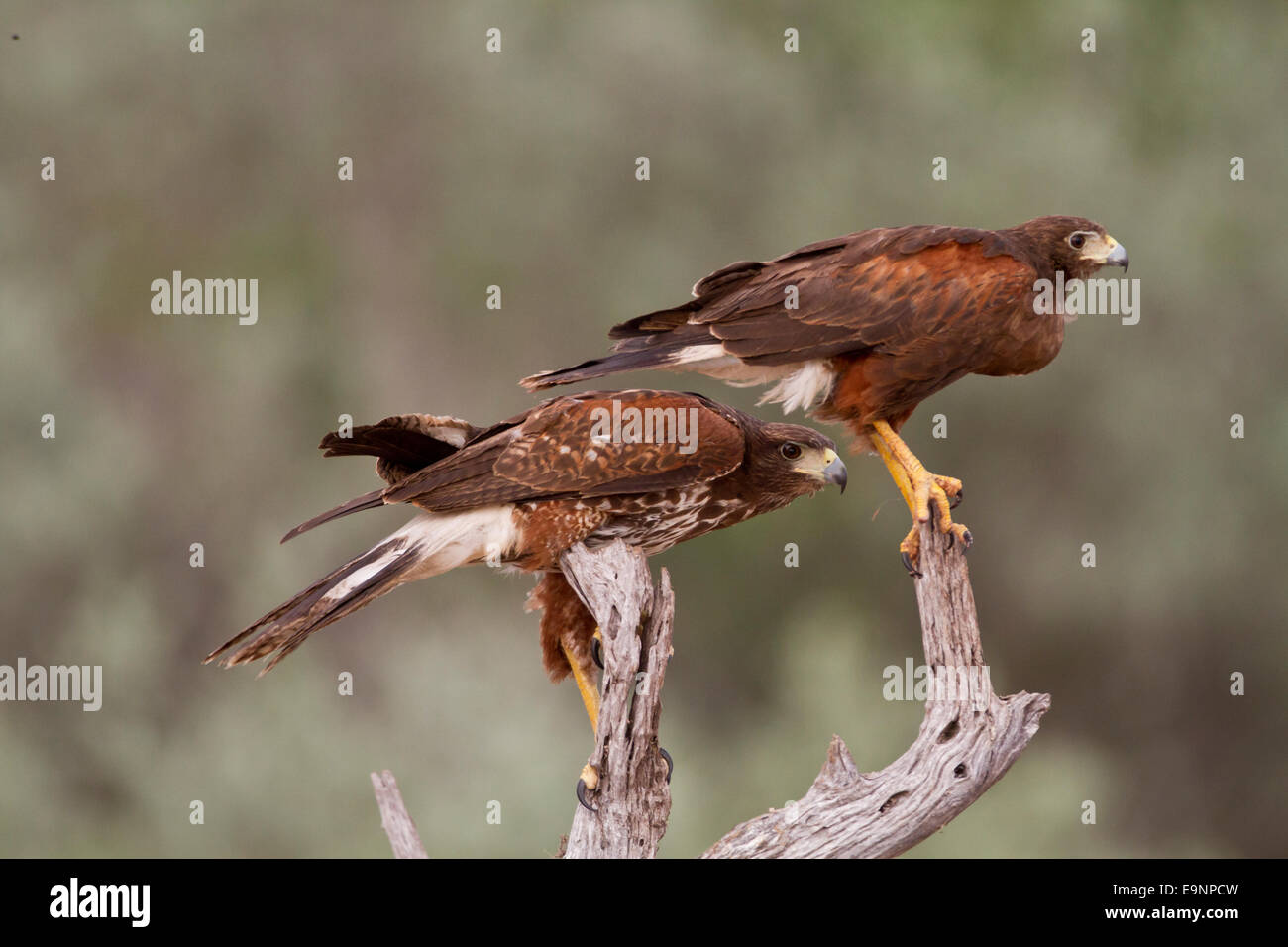 Harris hawk in Texas Stock Photo - Alamy