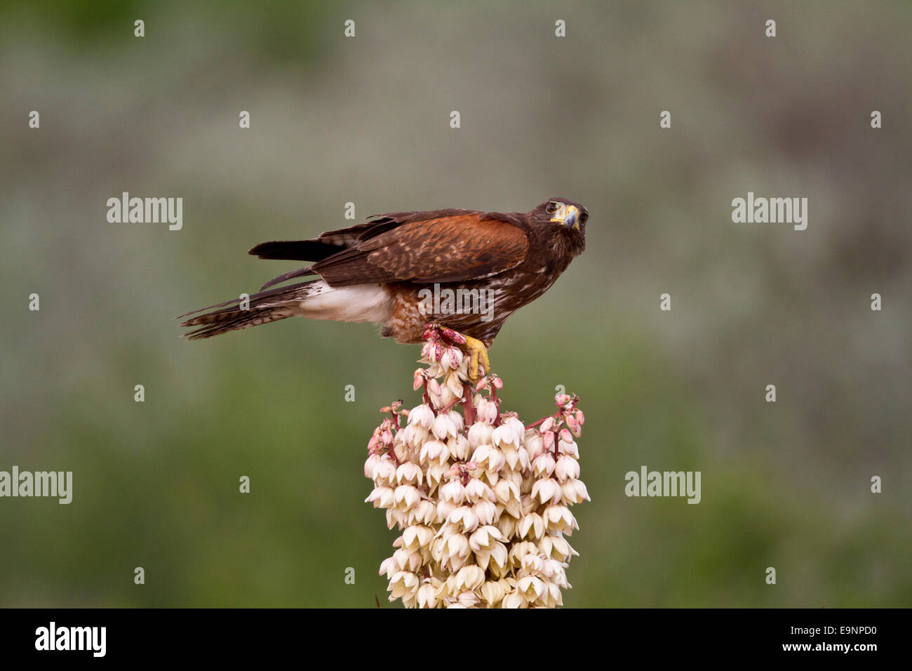 Harris hawk in Texas Stock Photo - Alamy
