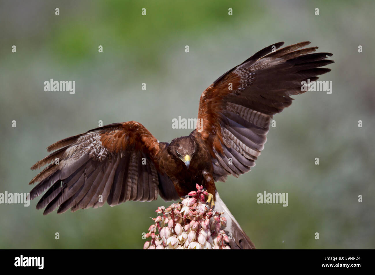 Harris hawk in Texas Stock Photo - Alamy